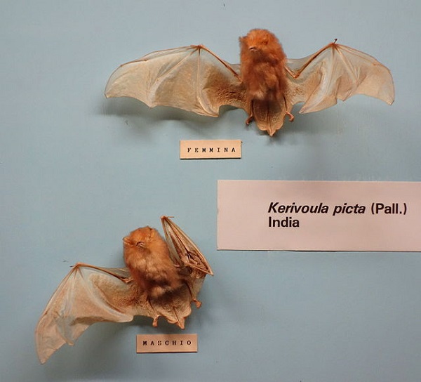 The Risks of the Stuffed Dandy Bat Commerce: A Menace to Conservation ...